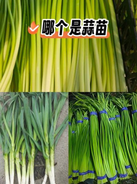 蒜苗和蒜苔的区别是什么_怎么区分蒜苗蒜苔-第1张图片-山城妙识