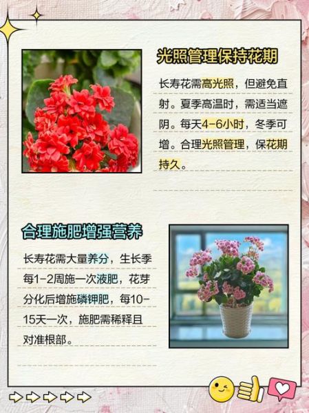 长寿花怎么养_长寿花养殖注意事项-第3张图片-山城妙识