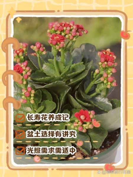 长寿花怎么养_长寿花养殖注意事项-第2张图片-山城妙识