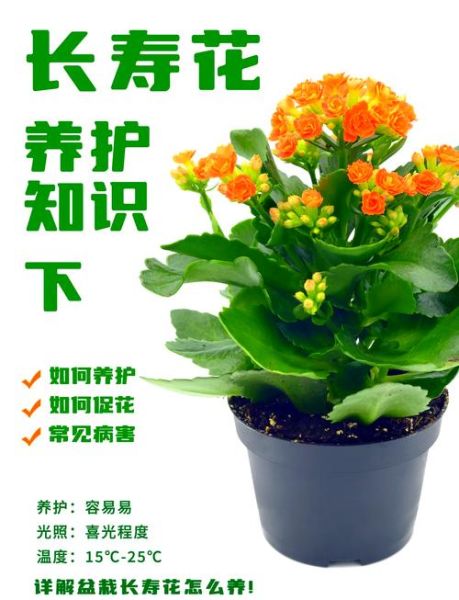 长寿花怎么养_长寿花养殖注意事项-第1张图片-山城妙识