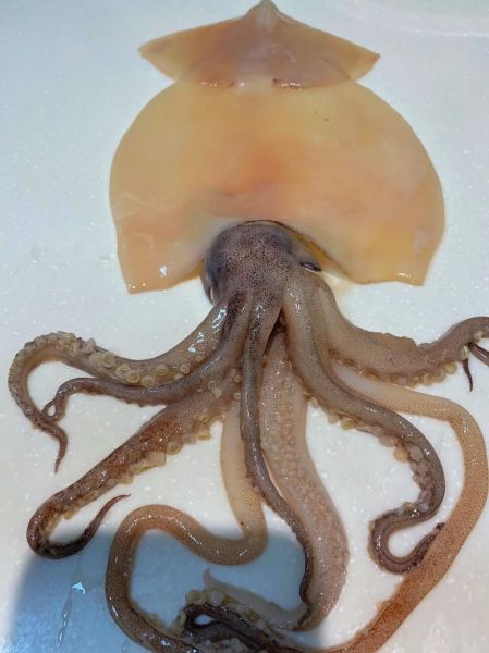 家常鱿鱼怎么烧才嫩_鱿鱼烧法用焯水吗-第3张图片-山城妙识 家常鱿鱼怎么烧才嫩_鱿鱼烧法用焯水吗-第3张图片-山城妙识