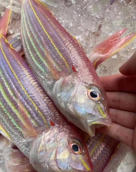 红衫鱼是什么鱼_红衫鱼多少钱一斤-第2张图片-山城妙识