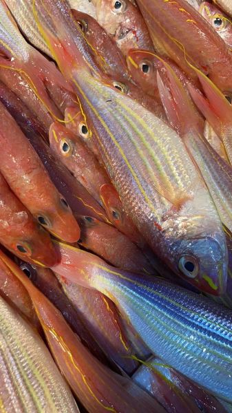 红衫鱼是什么鱼_红衫鱼多少钱一斤-第3张图片-山城妙识