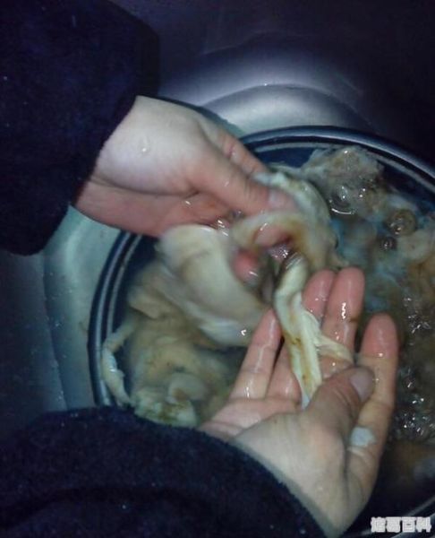 河蚌怎么清洗_河蚌怎么煮才烂-第2张图片-山城妙识 河蚌怎么清洗_河蚌怎么煮才烂-第2张图片-山城妙识