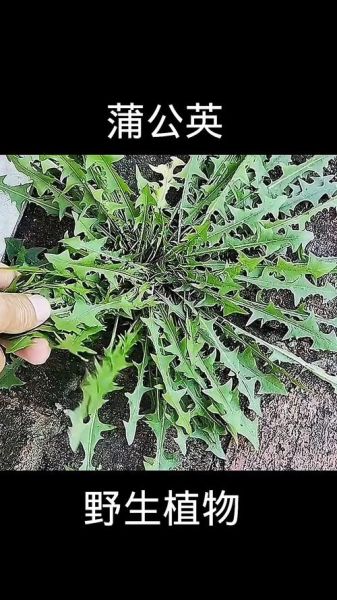 蒲公英图片大全大图_蒲公英高清植物图鉴-第3张图片-山城妙识