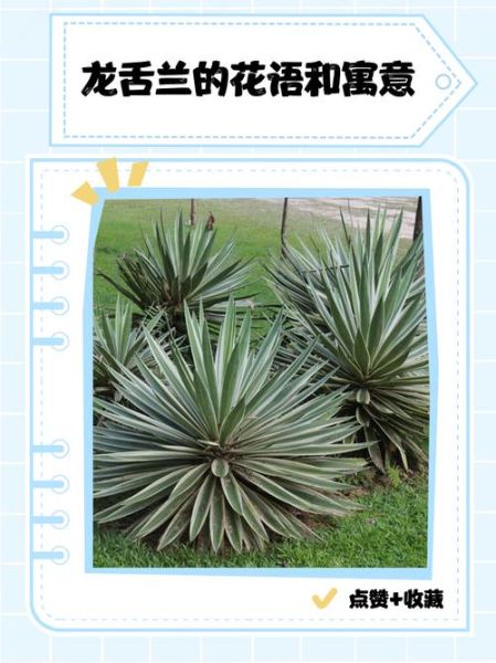 龙舌兰花语是什么_龙舌兰适合送什么人-第2张图片-山城妙识