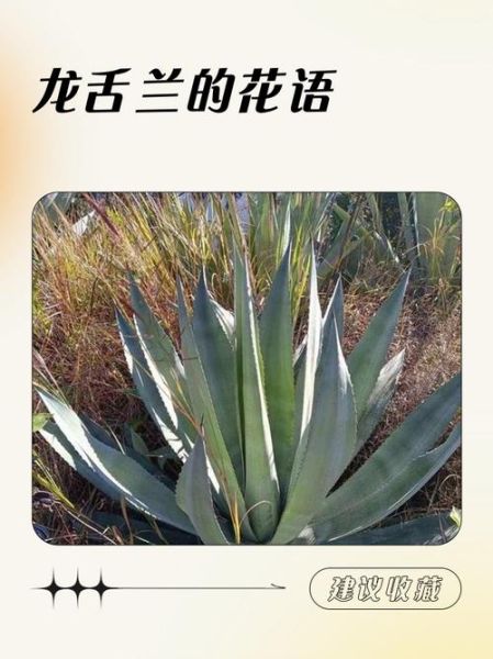龙舌兰花语是什么_龙舌兰适合送什么人-第3张图片-山城妙识
