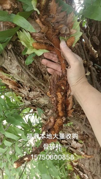 骨碎补图片_如何辨别真假-第3张图片-山城妙识 骨碎补图片_如何辨别真假-第3张图片-山城妙识