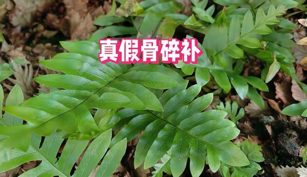 骨碎补图片_如何辨别真假-第1张图片-山城妙识 骨碎补图片_如何辨别真假-第1张图片-山城妙识