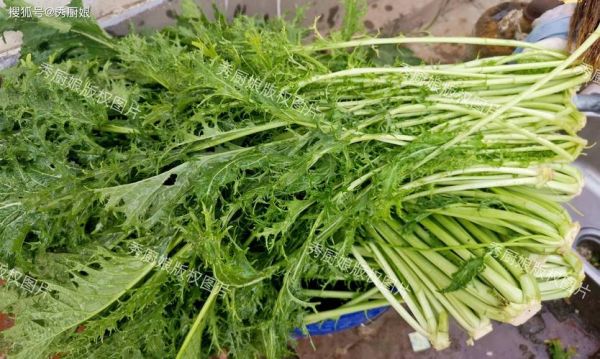 雪菜长什么样子_雪菜图片特征-第2张图片-山城妙识 雪菜长什么样子_雪菜图片特征-第2张图片-山城妙识