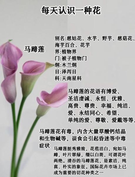 马蹄莲摆放禁忌_马蹄莲风水禁忌-第1张图片-山城妙识