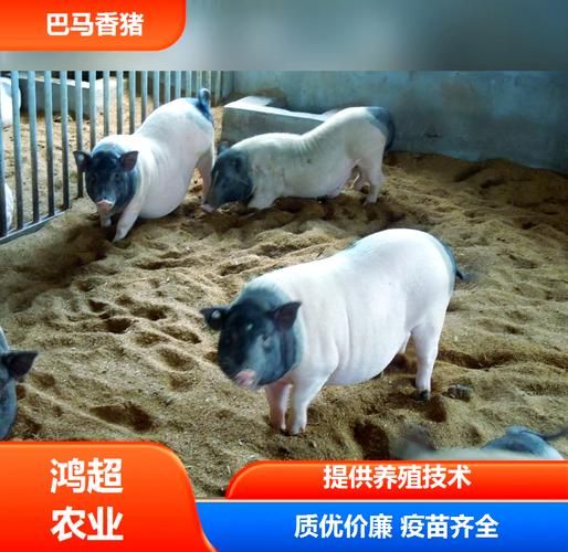 巴马香猪多少钱一只_巴马香猪价格行情-第3张图片-山城妙识 巴马香猪多少钱一只_巴马香猪价格行情-第3张图片-山城妙识