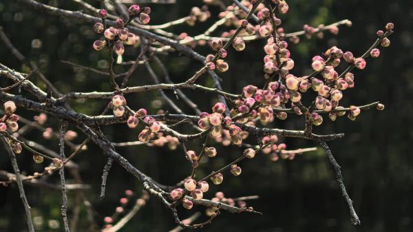 琼枝是什么意思_琼枝的寓意和象征-第2张图片-山城妙识 琼枝是什么意思_琼枝的寓意和象征-第2张图片-山城妙识