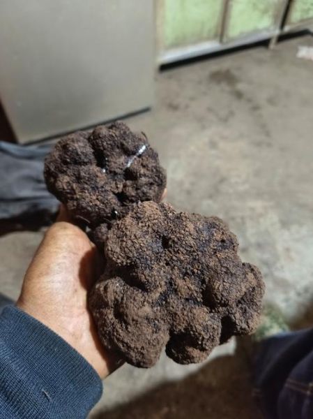 黑松露最贵多少钱一斤_顶级黑松露价格揭秘-第1张图片-山城妙识