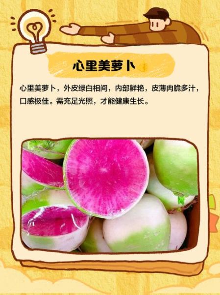 心里美萝卜图片_怎么挑选-第3张图片-山城妙识 心里美萝卜图片_怎么挑选-第3张图片-山城妙识