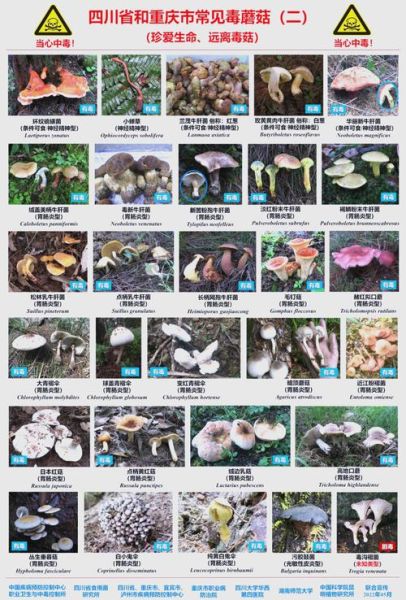 野生毒蘑菇种类大全_如何辨别致命毒蘑菇-第1张图片-山城妙识