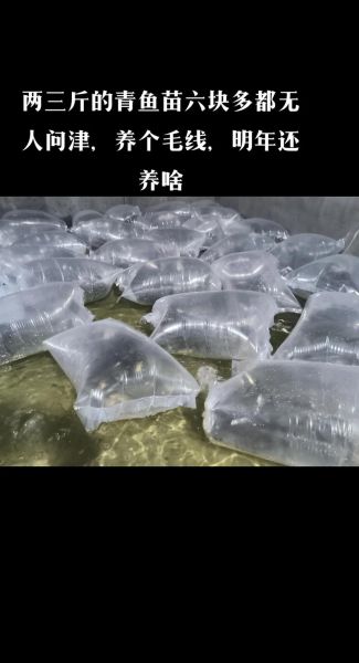 青鱼苗多少钱一斤_青鱼苗价格影响因素-第1张图片-山城妙识