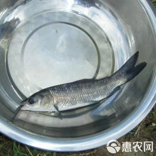 青鱼苗多少钱一斤_青鱼苗价格影响因素-第3张图片-山城妙识