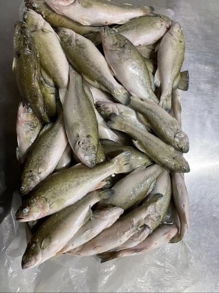 桂花鱼价格多少钱一斤_2024年最新行情-第3张图片-山城妙识