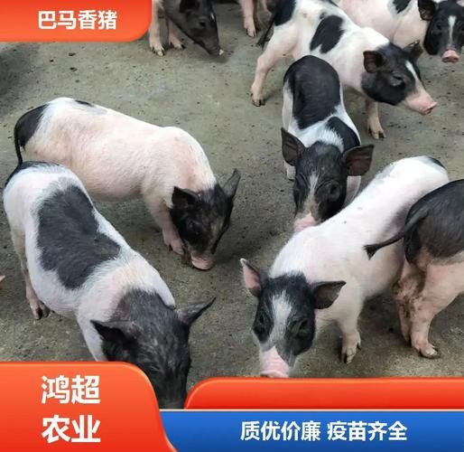 广西巴马香猪种苗多少钱一只_如何挑选纯种巴马香猪-第2张图片-山城妙识