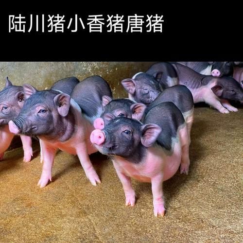 广西巴马香猪种苗多少钱一只_如何挑选纯种巴马香猪-第3张图片-山城妙识