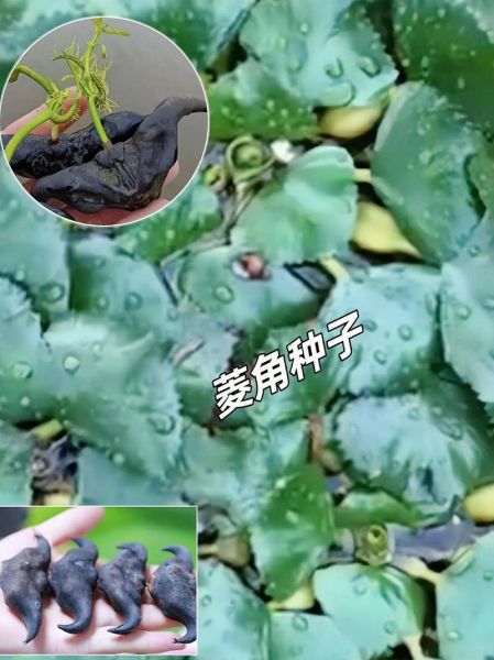 菱角什么时候种_菱角怎么种才能高产-第2张图片-山城妙识 菱角什么时候种_菱角怎么种才能高产-第2张图片-山城妙识