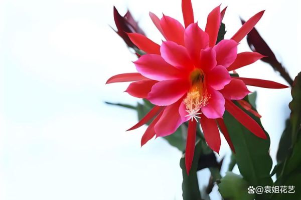 剑花图片大全_剑花长什么样-第2张图片-山城妙识 剑花图片大全_剑花长什么样-第2张图片-山城妙识