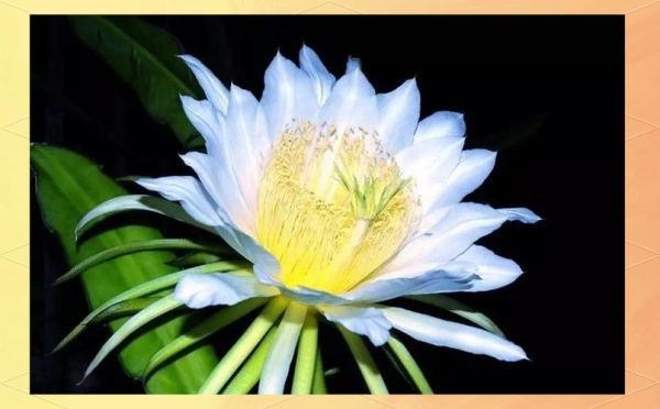 剑花图片大全_剑花长什么样-第1张图片-山城妙识 剑花图片大全_剑花长什么样-第1张图片-山城妙识