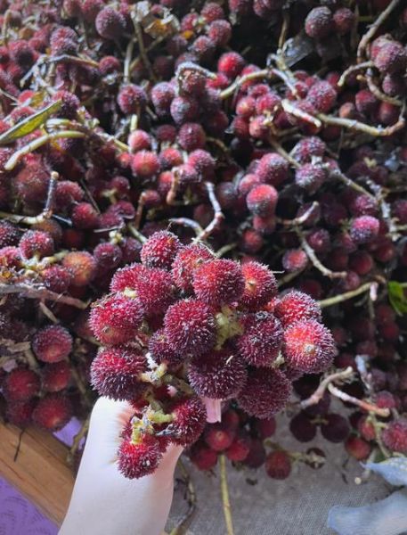 阳春砂仁图片_如何辨别真假-第1张图片-山城妙识 阳春砂仁图片_如何辨别真假-第1张图片-山城妙识