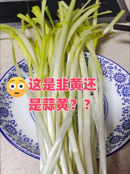 韭黄是什么_韭黄和韭菜的区别-第2张图片-山城妙识