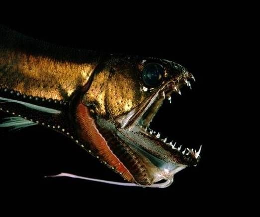 深海龙鱼长什么样子_深海龙鱼会发光吗-第1张图片-山城妙识 深海龙鱼长什么样子_深海龙鱼会发光吗-第1张图片-山城妙识