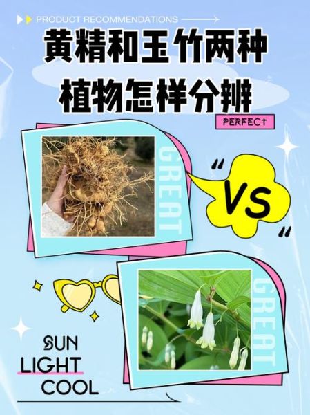 玉竹和黄精的区别_哪个更适合养生-第1张图片-山城妙识 玉竹和黄精的区别_哪个更适合养生-第1张图片-山城妙识