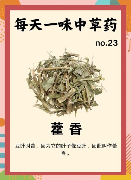 藿香的功效与作用及用量_藿香一天吃多少克合适-第1张图片-山城妙识 藿香的功效与作用及用量_藿香一天吃多少克合适-第1张图片-山城妙识