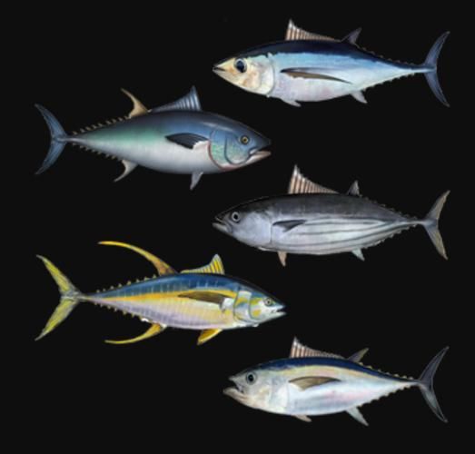 鲔鱼图片高清_鲔鱼和金枪鱼的区别-第2张图片-山城妙识 鲔鱼图片高清_鲔鱼和金枪鱼的区别-第2张图片-山城妙识