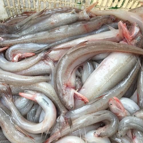 重庆豆腐鱼怎么做才正宗_重庆豆腐鱼用什么鱼最好-第3张图片-山城妙识 重庆豆腐鱼怎么做才正宗_重庆豆腐鱼用什么鱼最好-第3张图片-山城妙识