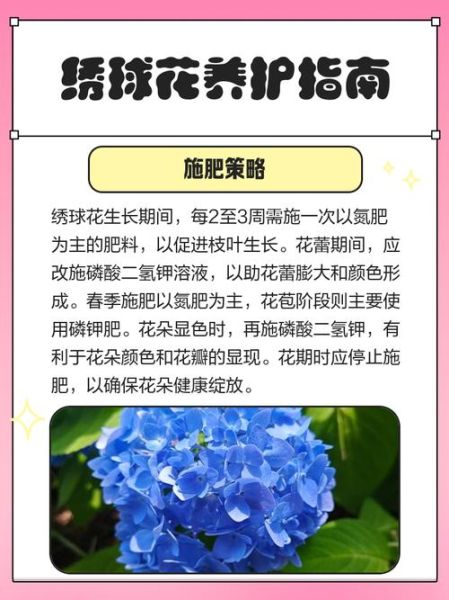 绣球花怎么养_绣球花养殖注意事项-第1张图片-山城妙识