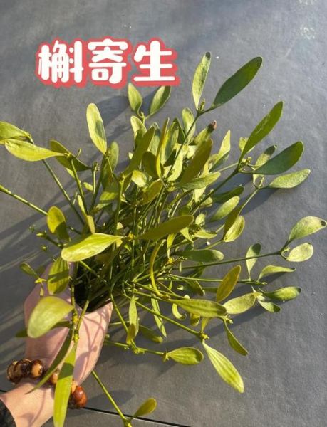 槲寄生的功效与作用_槲寄生的禁忌有哪些-第1张图片-山城妙识