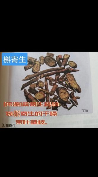 槲寄生的功效与作用_槲寄生的禁忌有哪些-第2张图片-山城妙识