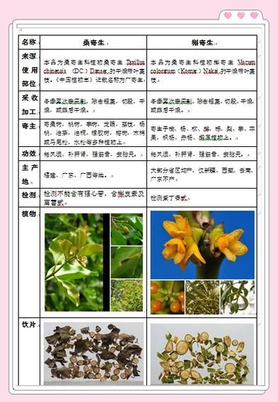 槲寄生的功效与作用_槲寄生的禁忌有哪些-第3张图片-山城妙识