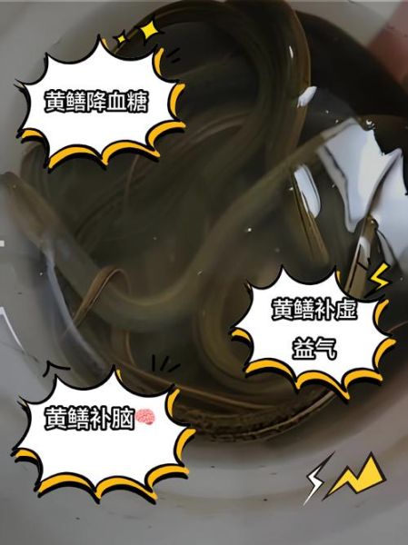 黄鳝鱼的营养价值及功效_黄鳝鱼怎么吃最补-第3张图片-山城妙识 黄鳝鱼的营养价值及功效_黄鳝鱼怎么吃最补-第3张图片-山城妙识