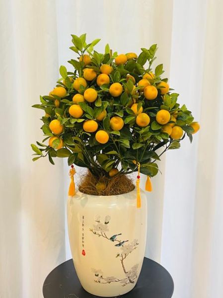 金桔盆栽怎么养_金桔盆栽的养殖方法和注意事项-第2张图片-山城妙识 金桔盆栽怎么养_金桔盆栽的养殖方法和注意事项-第2张图片-山城妙识