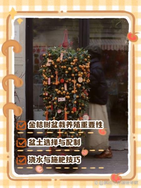 金桔盆栽怎么养_金桔盆栽的养殖方法和注意事项-第3张图片-山城妙识 金桔盆栽怎么养_金桔盆栽的养殖方法和注意事项-第3张图片-山城妙识