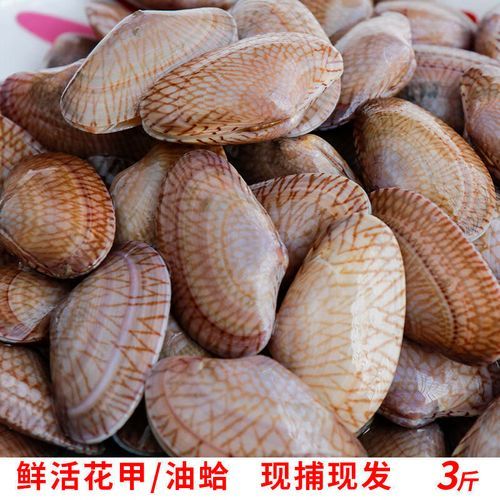 油蛤是海鲜吗_油蛤和花甲区别-第3张图片-山城妙识 油蛤是海鲜吗_油蛤和花甲区别-第3张图片-山城妙识