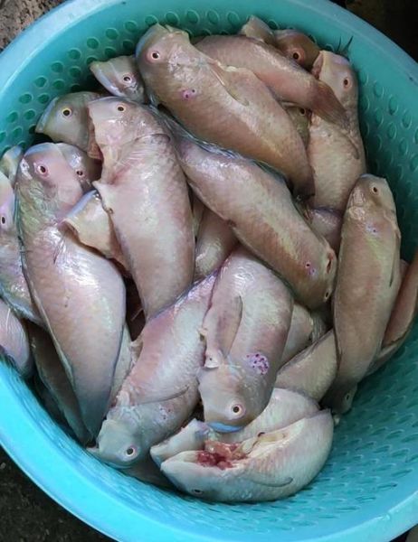 鹦哥鱼的营养价值_鹦哥鱼怎么吃最营养-第1张图片-山城妙识