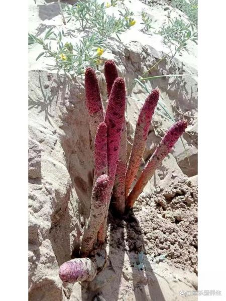 野生锁阳长什么样_如何辨别真假野生锁阳-第3张图片-山城妙识