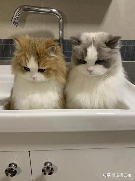 猫罐头打开能放多久_猫罐头打开后怎么保存-第3张图片-山城妙识 猫罐头打开能放多久_猫罐头打开后怎么保存-第3张图片-山城妙识