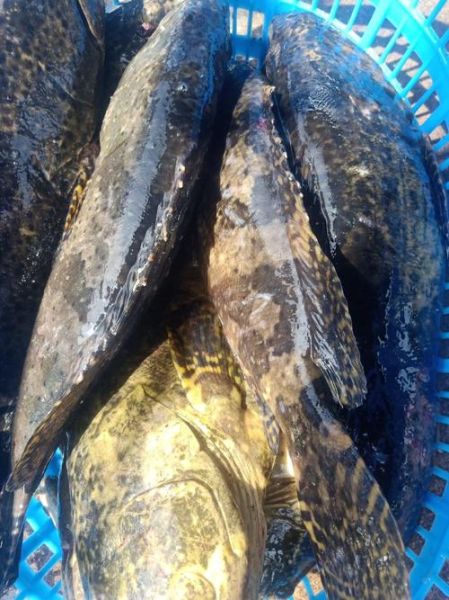 龙胆鱼多少钱一斤_龙胆鱼价格行情-第2张图片-山城妙识