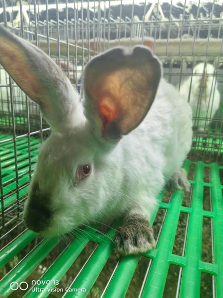 野兔肉多少钱一斤_野兔肉价格行情-第2张图片-山城妙识 野兔肉多少钱一斤_野兔肉价格行情-第2张图片-山城妙识