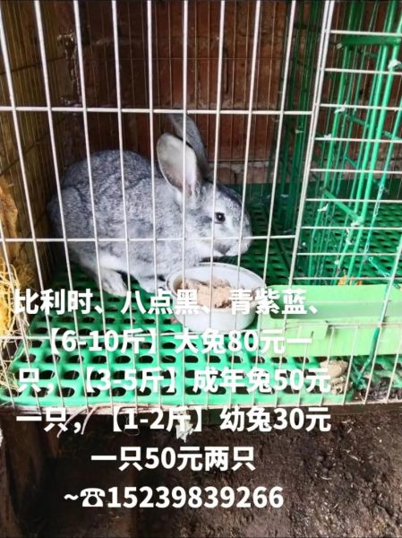 野兔肉多少钱一斤_野兔肉价格行情-第1张图片-山城妙识 野兔肉多少钱一斤_野兔肉价格行情-第1张图片-山城妙识