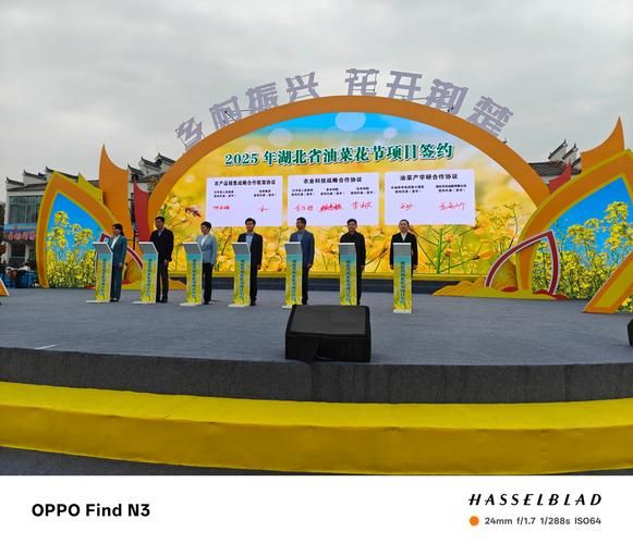 菜花节是几月几日_菜花节在哪里举办-第1张图片-山城妙识